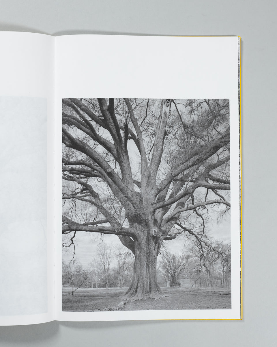 Amanda Sauer - Giant Willow Oak – Baltimore Photo Space